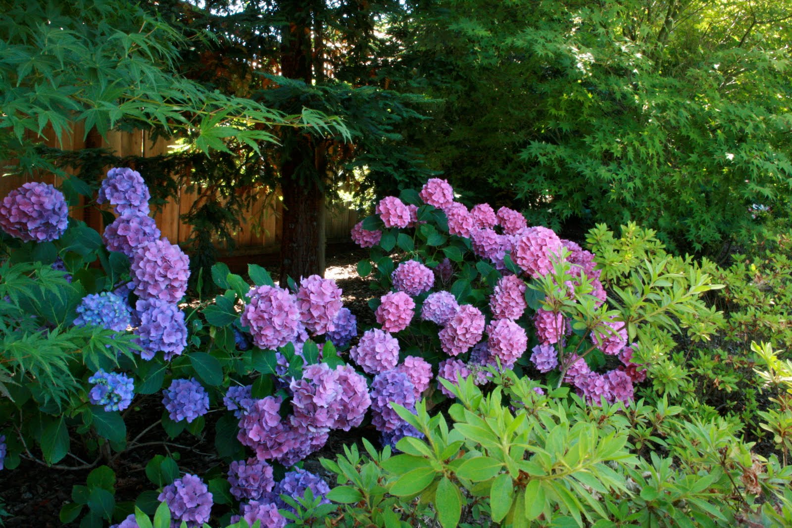 vignette design: Hydrangeas: The Perfect Flower