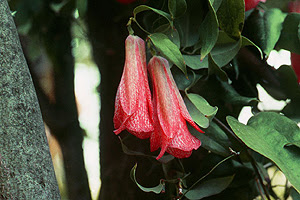 THE OBSERVER: COPIHUE, Flor nacional de Chile