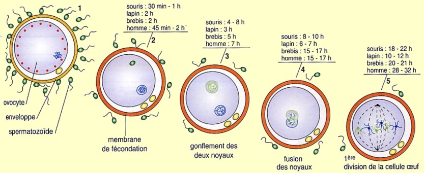 Cas 3: Les étapes de fécondation