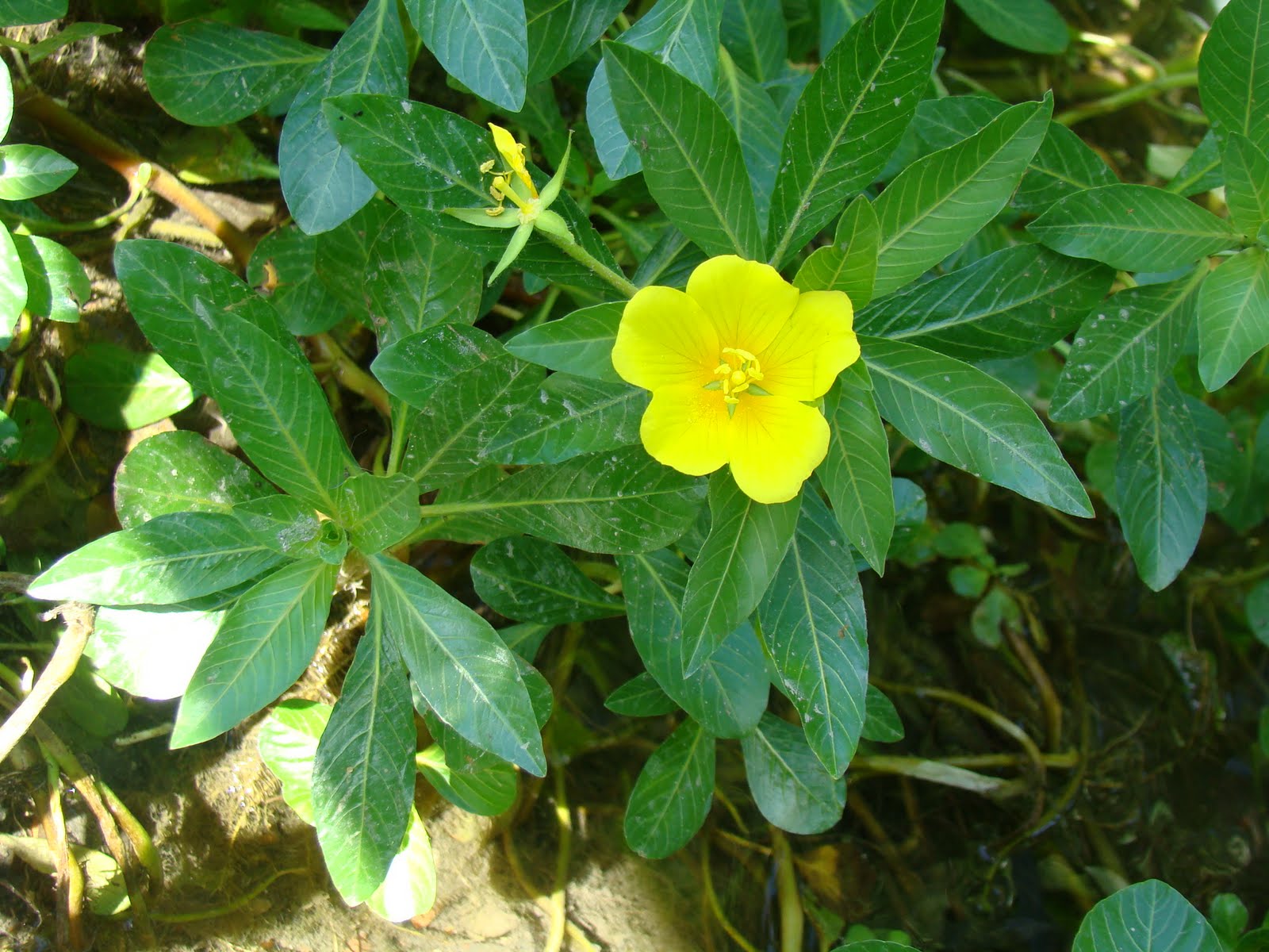 VIDA SILVESTRE EN NUEVO LEÓN: Duraznillo de agua (Ludwigia peploides)
