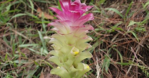 Andrea's Plants, Photos and Travels: Ginger flower, Curcuma elata