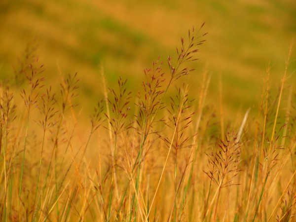 Andrea's Plants, Photos and Travels: The Love Grass: for the Hot, Loud ...