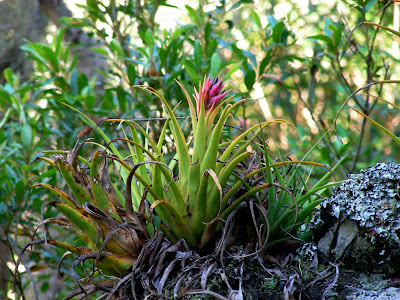 Bromeliáceas: Aechmea recurvata var. recurvata
