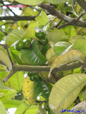 IdrisTalu: Buah Cerapu (Kecupu)