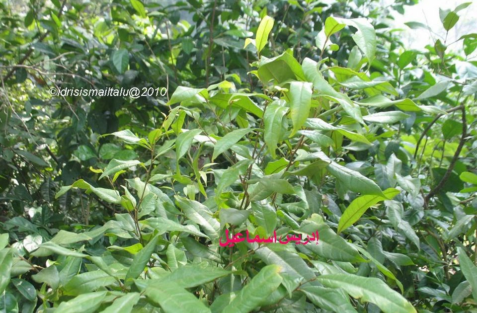 IdrisTalu: Cemperai - champeria griffithii