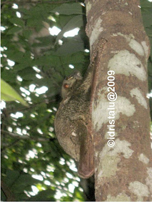 IdrisTalu: Kubung - Cynocephalus variegatus