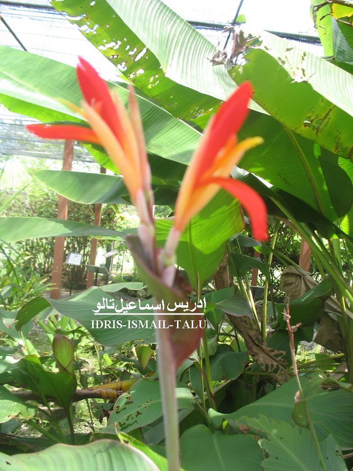 IdrisTalu: Bunga Ganyung Merah