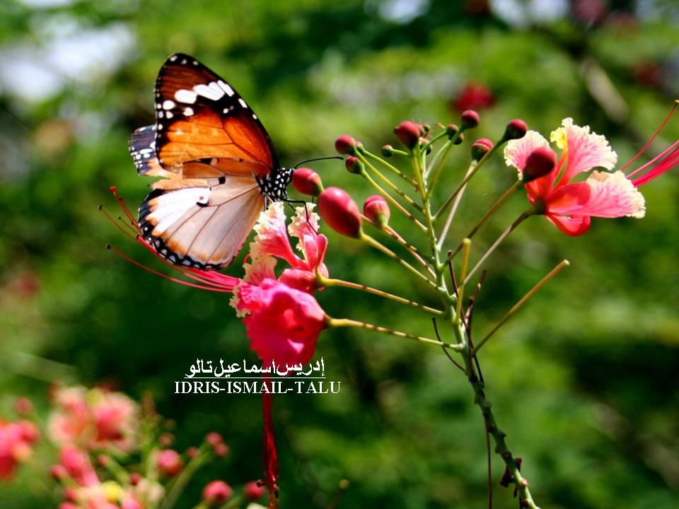 IdrisTalu: Rama-rama dan bunga