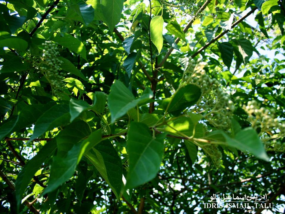 IdrisTalu: Pokok Buas - Buas