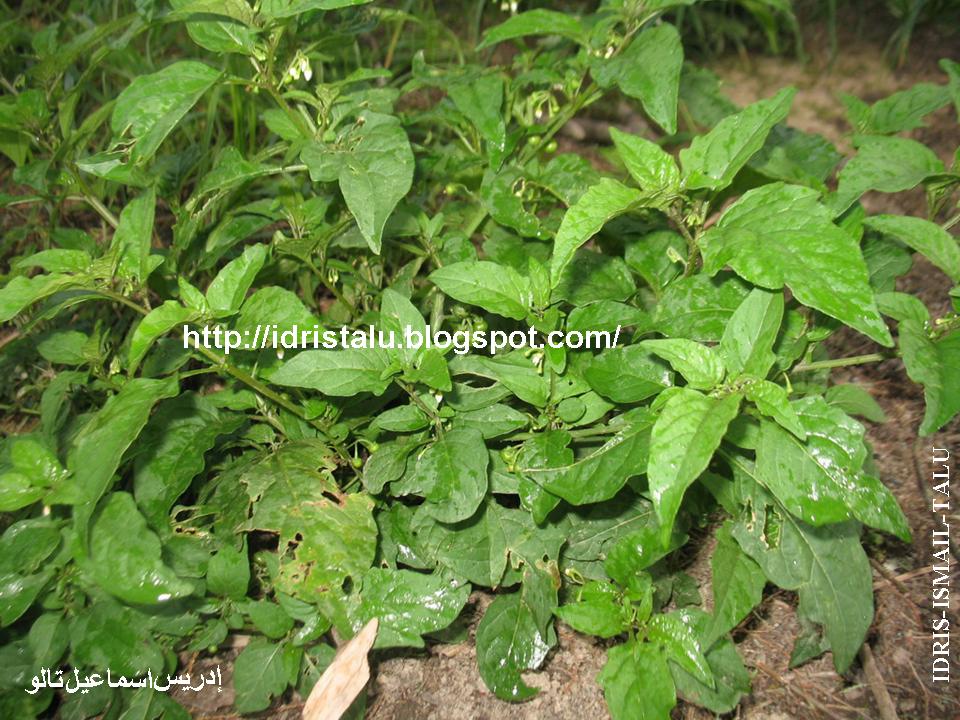 IdrisTalu: Pucuk Meranti - Terung Ranti - Manathakkali Keerai