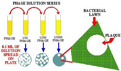 Our Virology Hub: Plaques assay