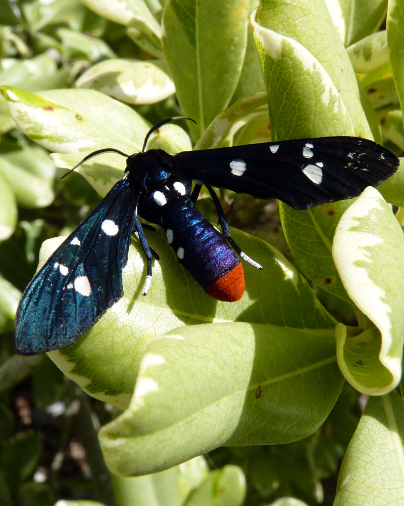 Sarasota Safari: Polka-Dot Wasp Moth