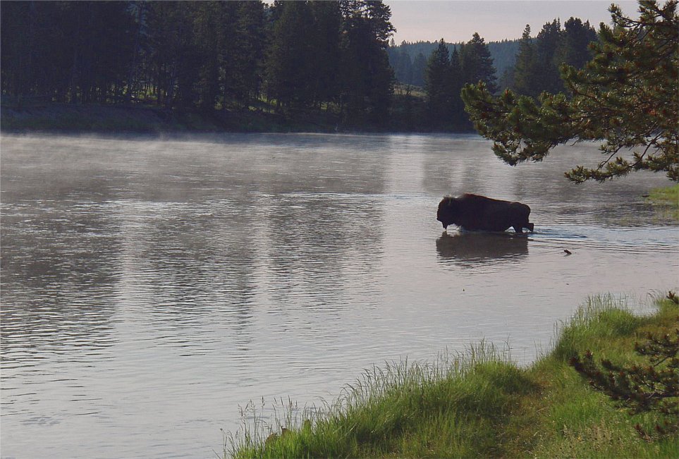Fly Fishing In Yellowstone National Park: Sort Of Sultry