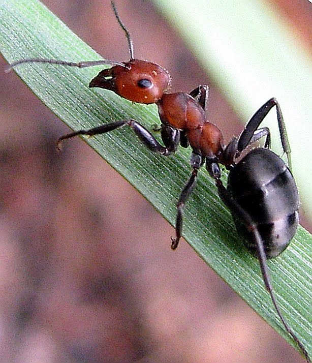 Fly Fishing In Yellowstone National Park: 08/01/2012 - 09/01/2012
