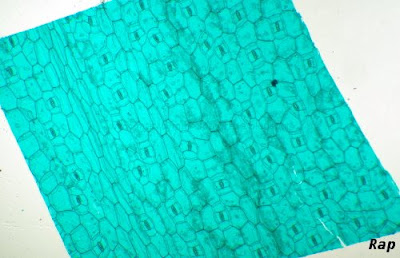 Macro y microfotografia: Microfotografía: Rhoeo discolor