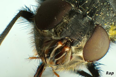 Macro y microfotografia: Macrofotografía: Ojos de mosca