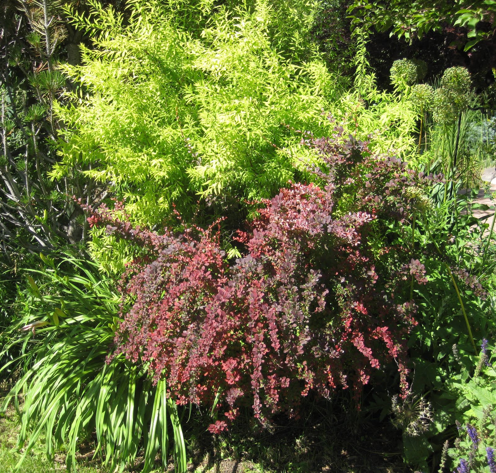 Rocky Mountain Gardener: Plant of the Week