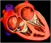 El futuro de la Medicina: EXCITACIÓN Y CONDUCCION RITMICA DEL CORAZON