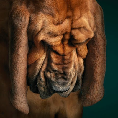 Images Repeating Themselves: Tim Flach