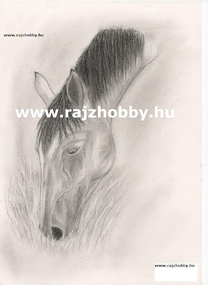 Hobby rajz: Ló rajz