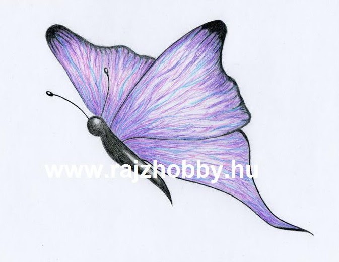 Hobby rajz: Színes pillangó rajz + letölthetó rajz sablon