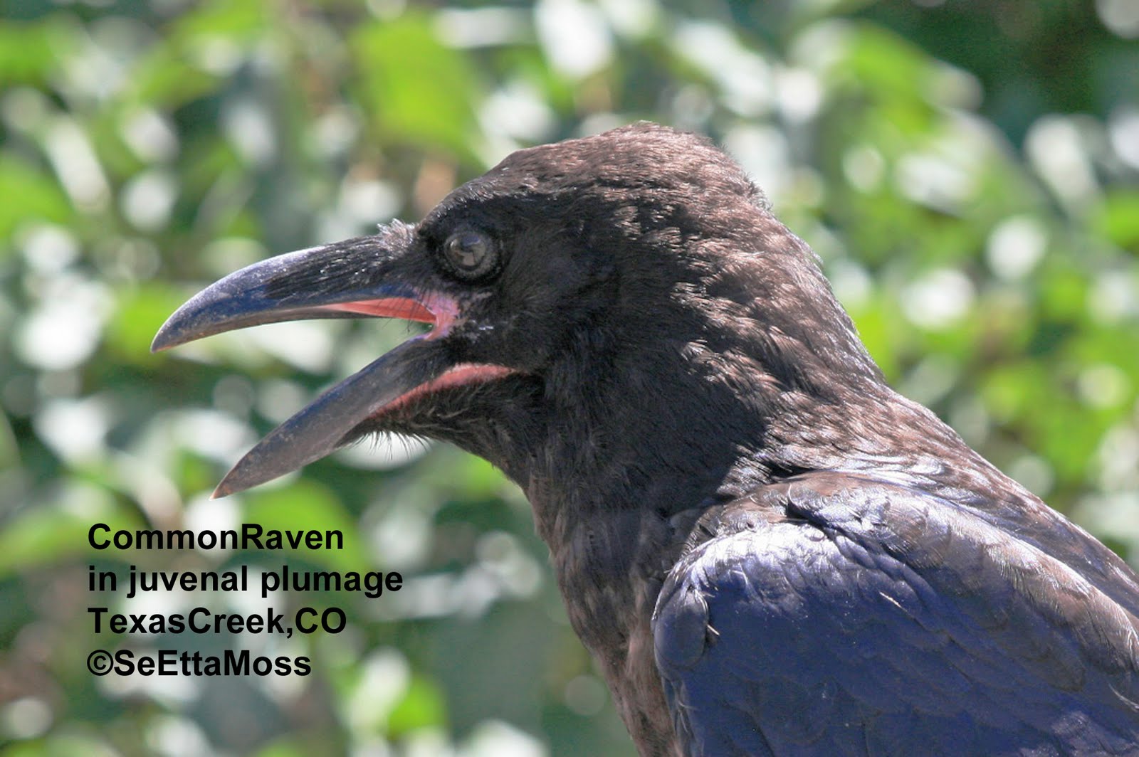 Very young Common Raven