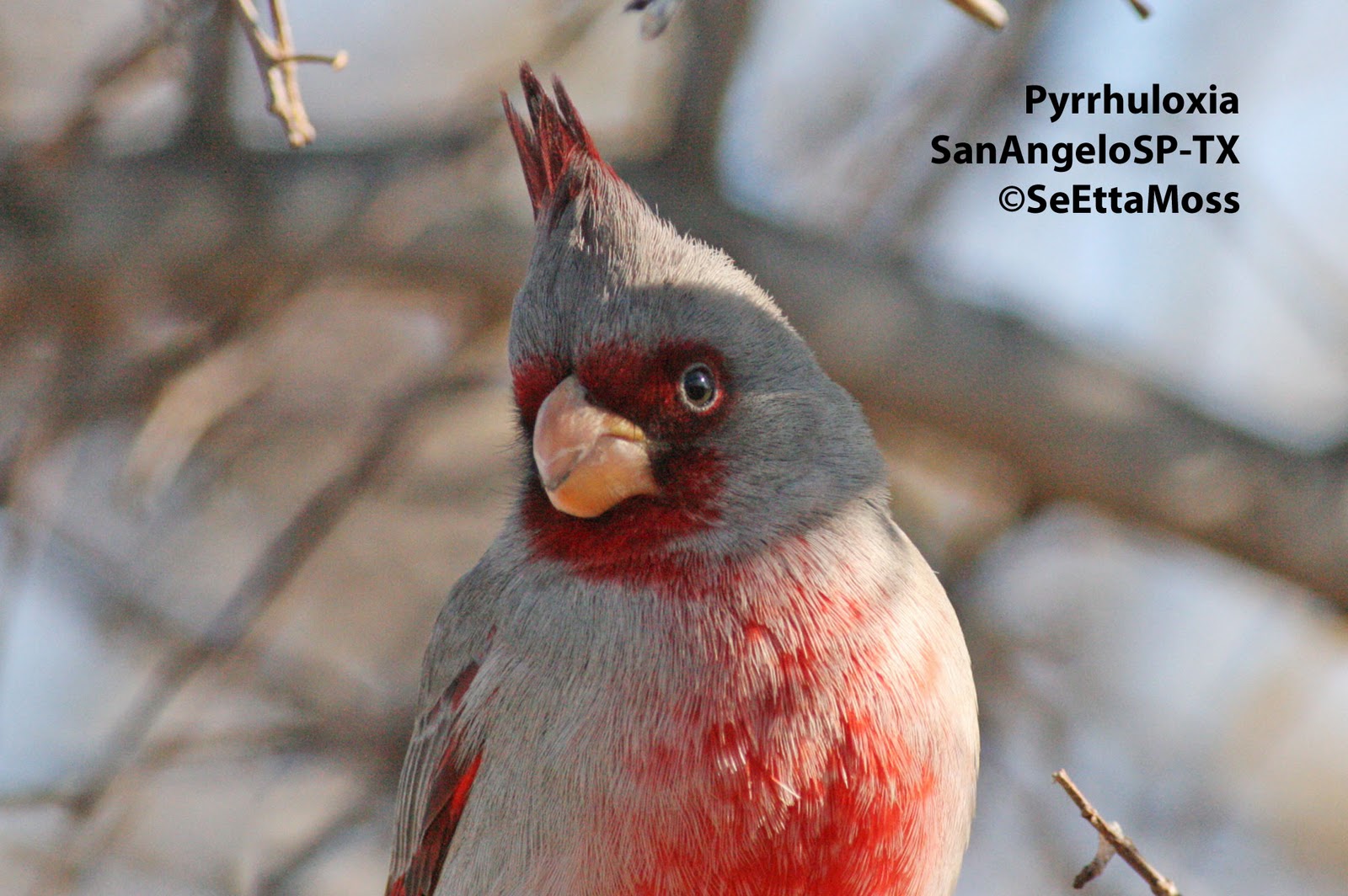 Pretty Pyrrhuloxia