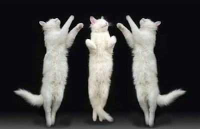 When the cats are dancing together - Funny Pets Pictures
