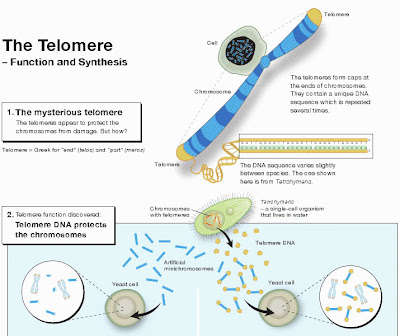 Oenoanda: Despre telomeri, telomeraza, batranete si cancer