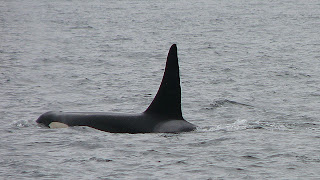Five Star Whale Watching: Superpod, Superpod, Superpod!!!!! Aug 16th 2007!