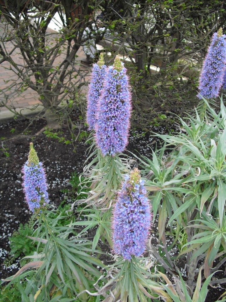 Life Among the Leaves: Field Trip: Chicago Botanic Gardens 4/28/10, Part 3