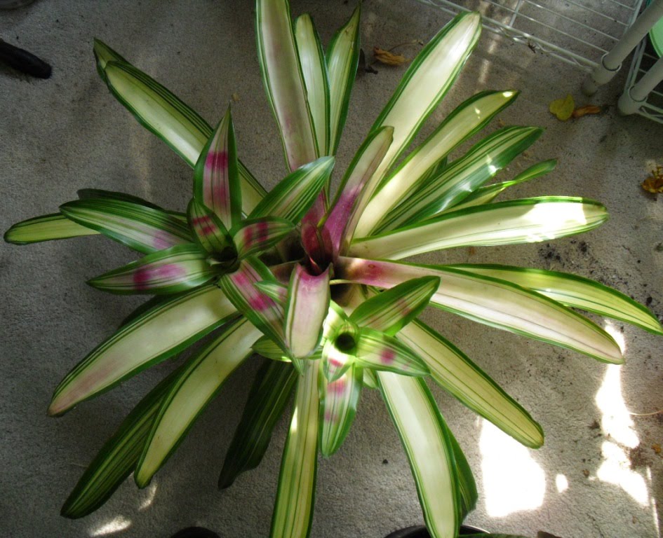 Life Among the Leaves: Neo Neoregelias