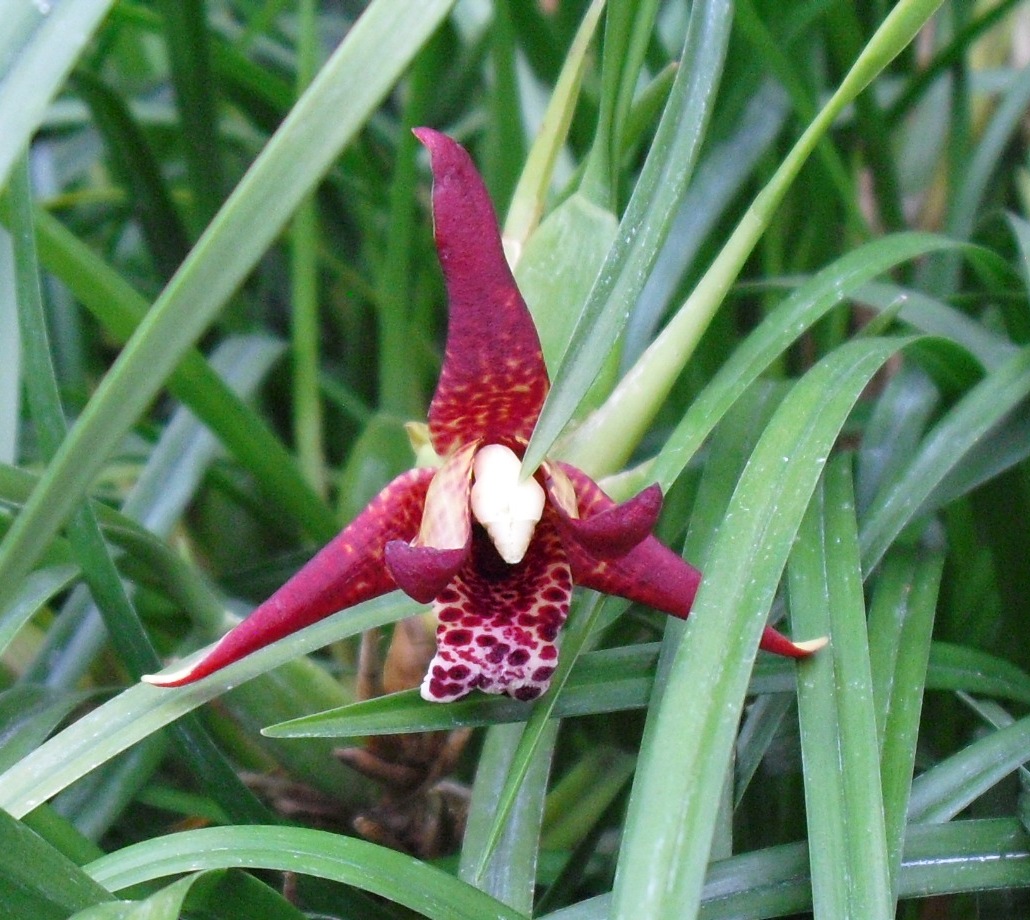 Life Among the Leaves: May 2010