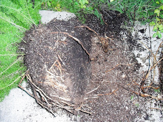 Life Among the Leaves: Asparagus Adventure