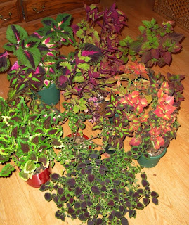 Life Among the Leaves: The Coleus Experiment, 2009-2010