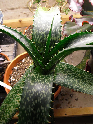 Life Among the Leaves: November 2009