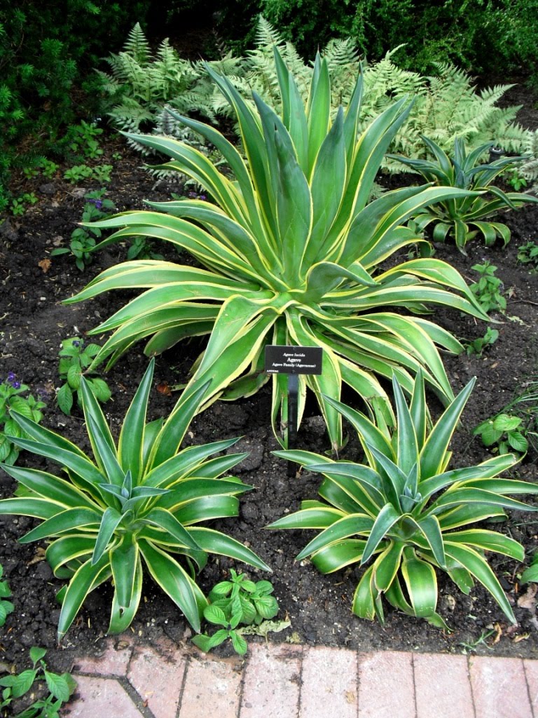 Life Among the Leaves: June 2010