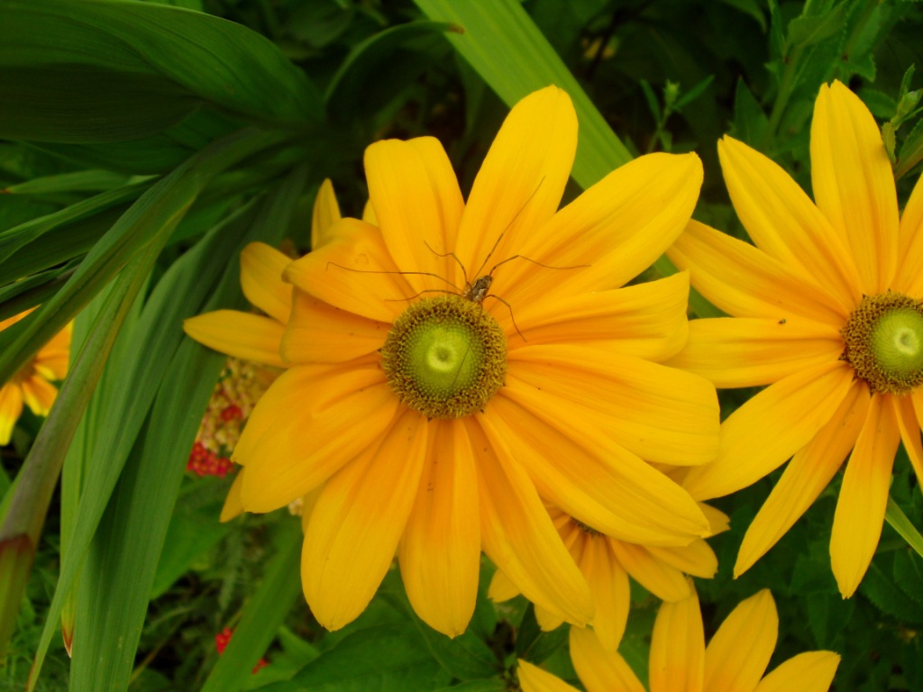 Life Among the Leaves: Outdoor Gardening: The Heebie Jeebies