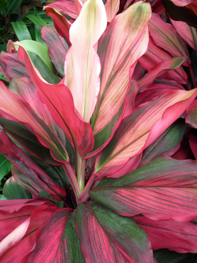 1000+ images about Flowers, Plants, Shrubs and trees on Pinterest ...