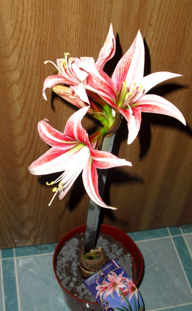 Life Among the Leaves: Plant Reminiscences, Part 1