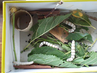 Nature at school: Silkworms