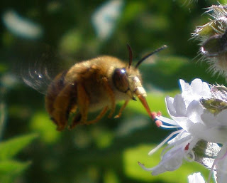 Nature at school: Busy bees