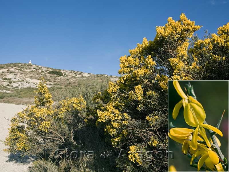 Flora de Aragón: Genista scorpius