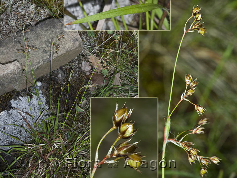 Flora de Aragón: Luzula forsteri