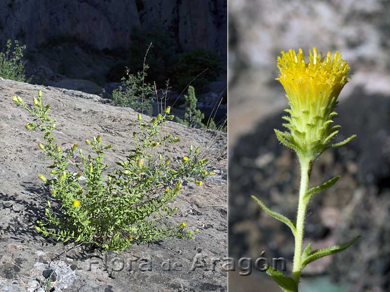 Flora de Aragón: Jasonia glutinosa
