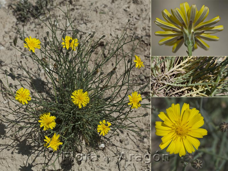 Flora de Aragón: Launaea fragilis