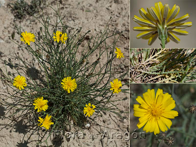 Flora de Aragón: Launaea fragilis