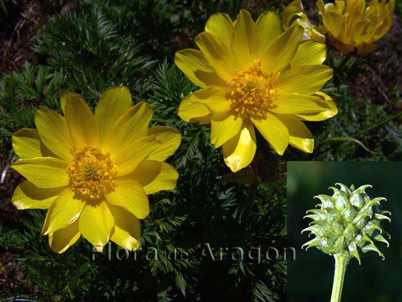 Flora de Aragón: Adonis pyrenaica