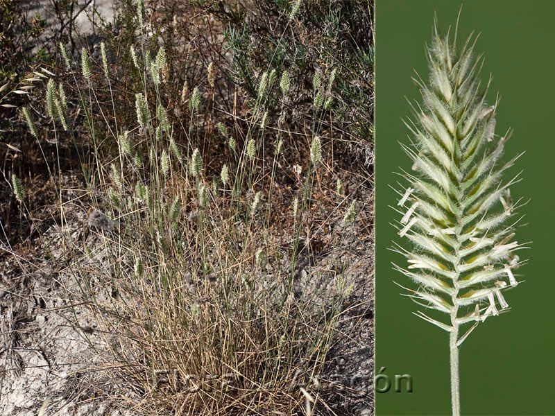 Flora de Aragón: Agropyron cristatum subsp. pectinatum