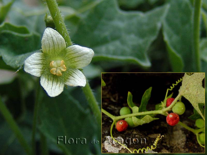 Flora de Aragón: Bryonia dioica